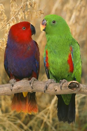 'Eclectus Parrot Pair' Photographic Print | AllPosters.com