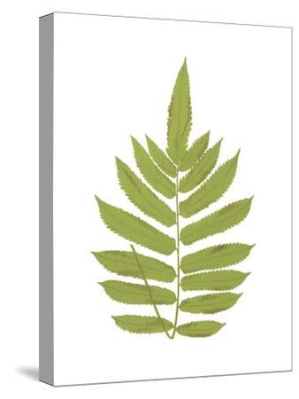 'Aspidium Thelypteroides and Mucronatum' Giclee Print - Edward Joseph ...