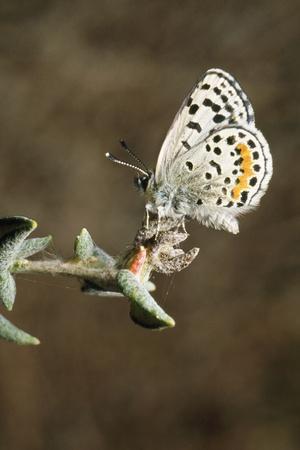El Segundo Blue Butterfly Photographic Print | AllPosters.com