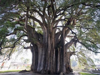 'El Tule Tree, the Worlds Largest Tree By Circumference, Oaxaca State ...