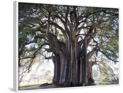 'El Tule Tree, the Worlds Largest Tree By Circumference, Oaxaca State ...