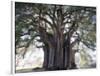 'El Tule Tree, the Worlds Largest Tree By Circumference, Oaxaca State ...