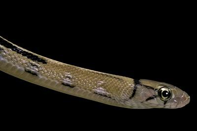 'Elaphe Radiata (Copperhead Rat Snake)' Photographic Print - Paul ...