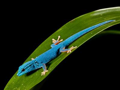 'Electric Blue Day Gecko, Lygodactylus Williamsi, Native to Tanzania ...