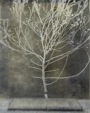 Elena Ray Posters, Prints, Paintings & Wall Art | AllPosters.com