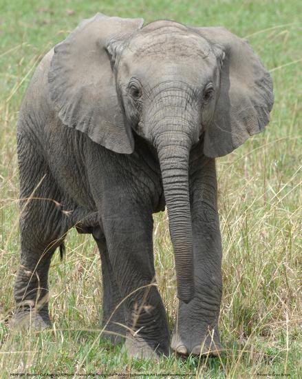 'Elephant Calf Approach Full Bleed' Giclee Print - Martin Fowkes ... 'Elephant Calf Approach Full Bleed' Giclee Print - Martin Fowkes ...