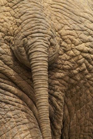 'Elephant Close Up Rear View of African Elephant' Photographic Print ...