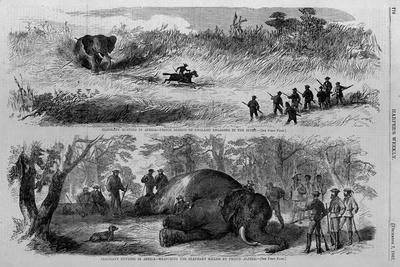 'Elephant Hunting in Africa - Prince Alfred of England Engaging in the ...