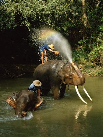 'Elephants Being Washed in the River Near Chiang Mai, the North ...