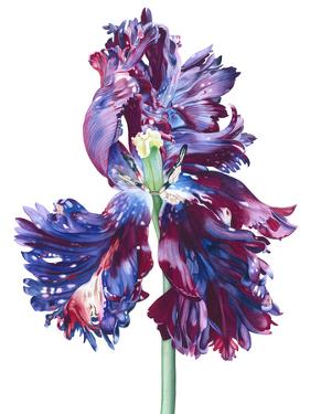 Elizabeth Hellman Posters, Prints, Paintings & Wall Art | AllPosters.com