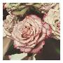 'Vintage Rose' Print - Elizabeth Hellman | AllPosters.com