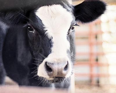 'Baby Holstein (color)' Giclee Print - Elizabeth Kay | AllPosters.com