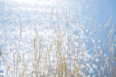 'Lakeside' Giclee Print - Elizabeth Kay | AllPosters.com