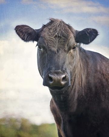 'Miss Daisy' Giclee Print - Elizabeth Kay | AllPosters.com