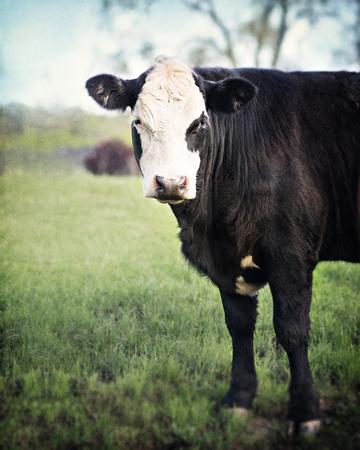 'Miss Dixie' Giclee Print - Elizabeth Kay | AllPosters.com