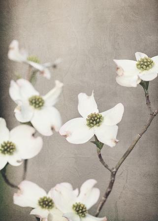 'Rustic Dogwoods' Giclee Print - Elizabeth Kay | AllPosters.com