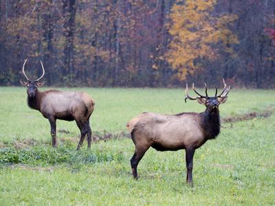 'Elk in the Great Smoky Mountains Nation Park, North Carolina, Usa ...