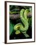 'Emerald Tree Boa' Photographic Print - David Northcott | AllPosters.com
