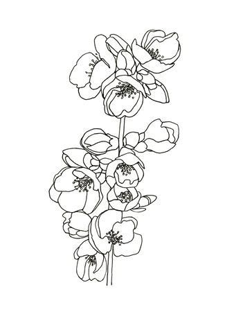 'Quince Blossom Contour II' Prints - Emma Scarvey | AllPosters.com