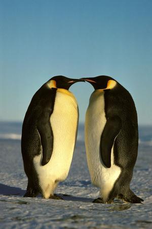 'Emperor Penguin Pair Facing Each Other' Photographic Print ...