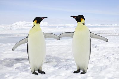 'Emperor Penguin Pair Holding Hands' Photographic Print | AllPosters.com