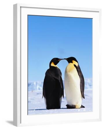 'Emperor Penguins Greeting' Photographic Print - John Conrad ...