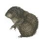 'Mountain Beaver (Aplodontia Rufa), Mammals' Posters - Encyclopaedia ...