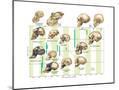 'The Increase in Hominid Cranial Capacity over Time. Evolution' Posters ...