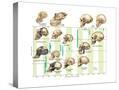 'The Increase in Hominid Cranial Capacity over Time. Evolution' Posters ...