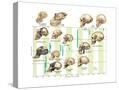 'The Increase in Hominid Cranial Capacity over Time. Evolution' Posters ...