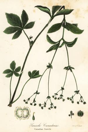 'Canadian Blacksnakeroot or Canadian Sanicle, Sanicula Canadensis ...