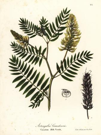 'Canadian Milk-Vetch, Astragalus Canadensis' Giclee Print - Endicott ...