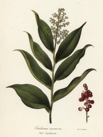 'Treacleberry, Maianthemum Racemosum (Wild Spikenard, Smilacina ...