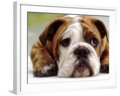 'English Bulldog' Photographic Print | AllPosters.com