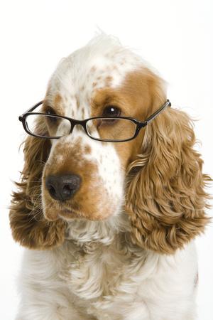 'English Cocker Spaniel Wearing Glasses' Photographic Print ...