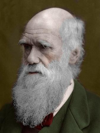 Portrait of Charles Darwin, 1878 (Photo) Giclee Print - English ...