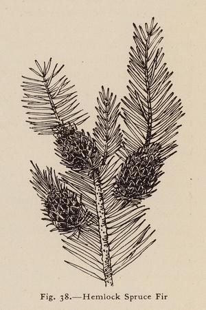 'Hemlock Spruce Fir (Litho)' Giclee Print - English School | AllPosters.com
