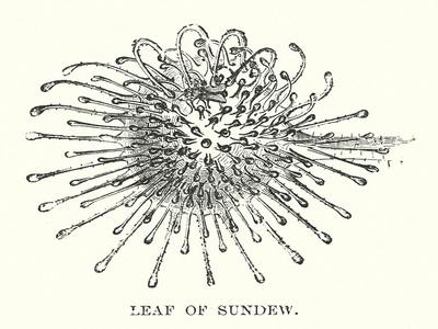 'Leaf of Sundew (Engraving)' Giclee Print - English School | AllPosters.com