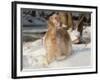 'English Setter in Snow' Photographic Print - Lynn M. Stone ...