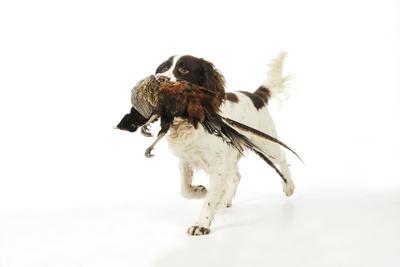 'English Springer Spaniel Carrying Pheasant in Mouth' Photographic ...
