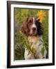 'English Springer Spaniel in Field' Photographic Print - Lynn M. Stone ...