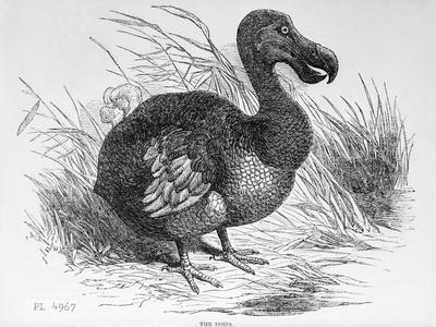 'Engraving of a Dodo Bird' Giclee Print | AllPosters.com