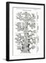 'Tree of Life from the Evolution of Man' Giclee Print - Ernst Haeckel ...