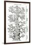 'Tree of Life from the Evolution of Man' Giclee Print - Ernst Haeckel ...