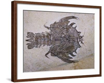 'Eryon Arctiformis Crab Fossil' Photographic Print - Naturfoto Honal ...