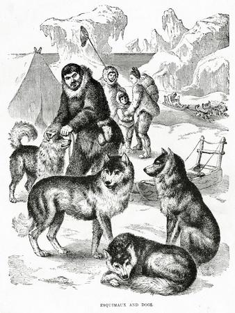 'Esquimaux and Dogs. 1902 (Litho)' Giclee Print | AllPosters.com