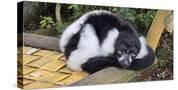 'Black and White Ruffled Lemur (Varecia variegata), Hertfordshire Zoo ...