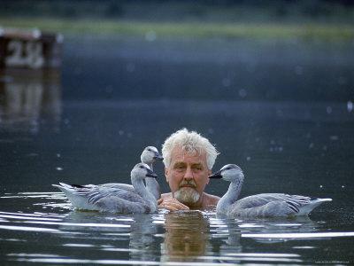 'Ethologist/Animal Behaviorist, Dr. Konrad Lorenz with Graylag Geese ...