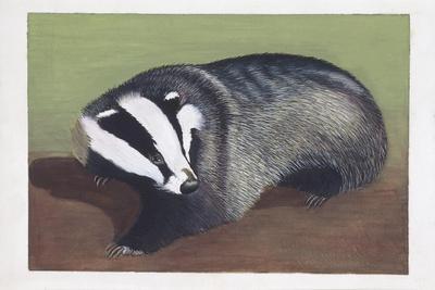 'European Badger (Meles Meles)' Giclee Print | AllPosters.com