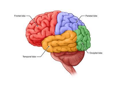 'Lobes of the Brain' Print - Evan Oto | AllPosters.com